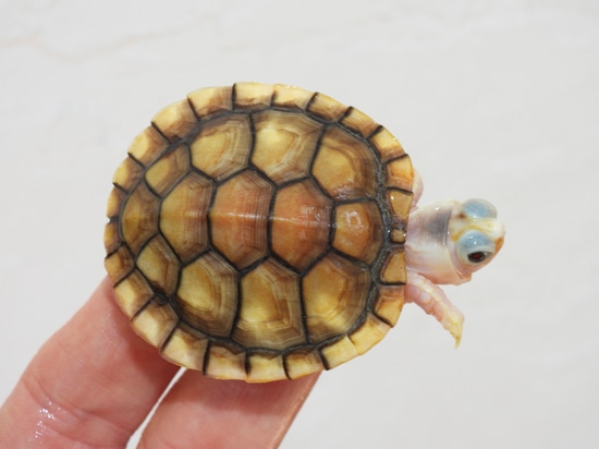 Caramel Pink Red Ear Slider Slider Turtle by Albinoturtles.com