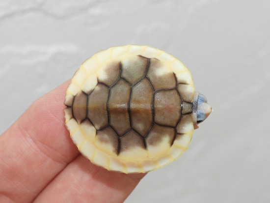 Caramel Pink Red Ear Slider Slider Turtle by Albinoturtles.com