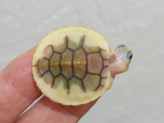 Caramel Pink Red Ear Slider Slider Turtle by Albinoturtles.com