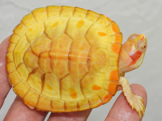 Albino Picasso Pastel Red Ear Slider Slider Turtle by Albinoturtles.com