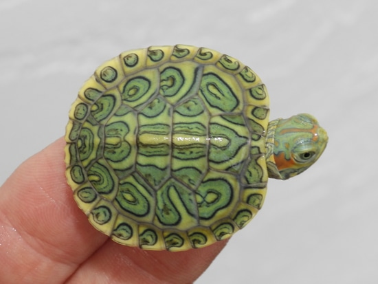 Paisley Clown Red Ear Slider Slider Turtle by Albinoturtles.com