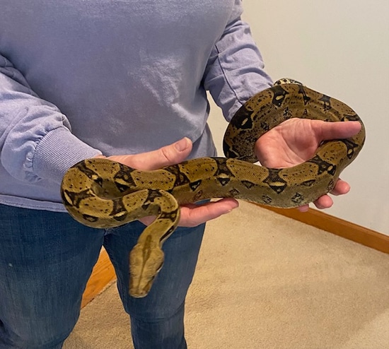 Double Het For "SNOW" Columbian Redtail Boas BEAUTIFUL 2019 Hold Back ...