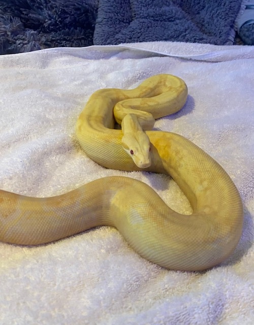Albino Het Anery For SNOW Columbian Redtail Boas BEAUTIFUL 2020 Boa ...
