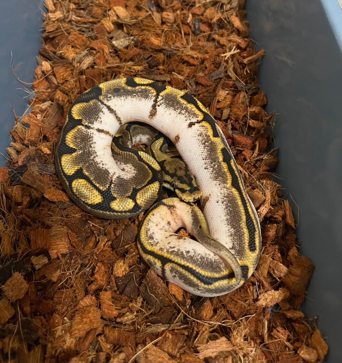 Enchi Calider 50% Het Albino Ball Python by Albion Reptile Morphs ...