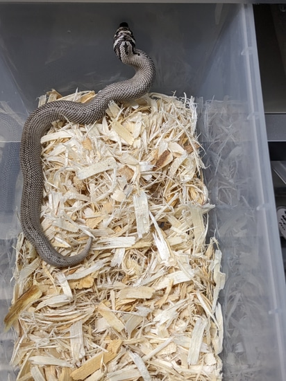 Arctic Axanthic Super Conda Western Hognose by ACL Hogs