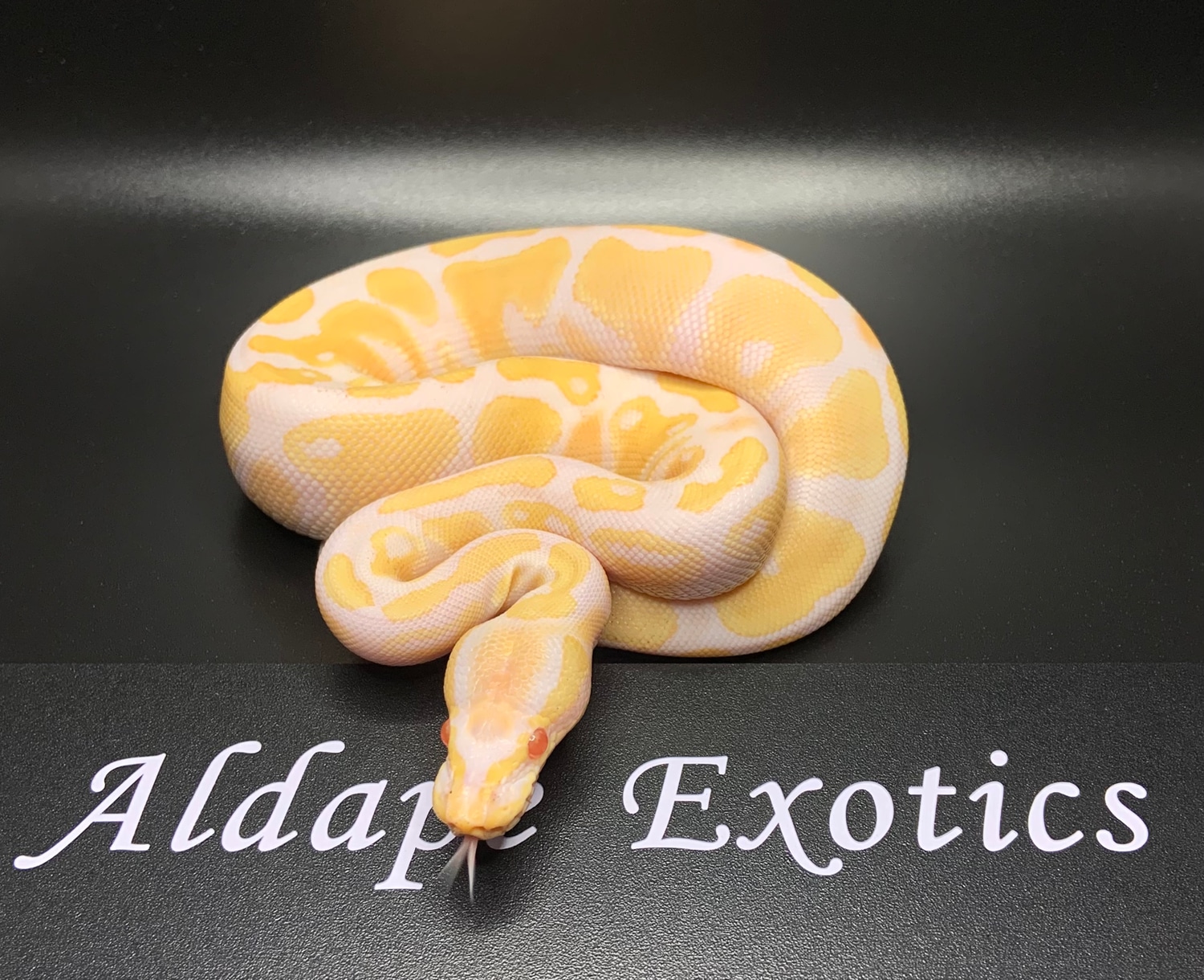Albino Het Pied Ball Python by Aldape Exotics - MorphMarket