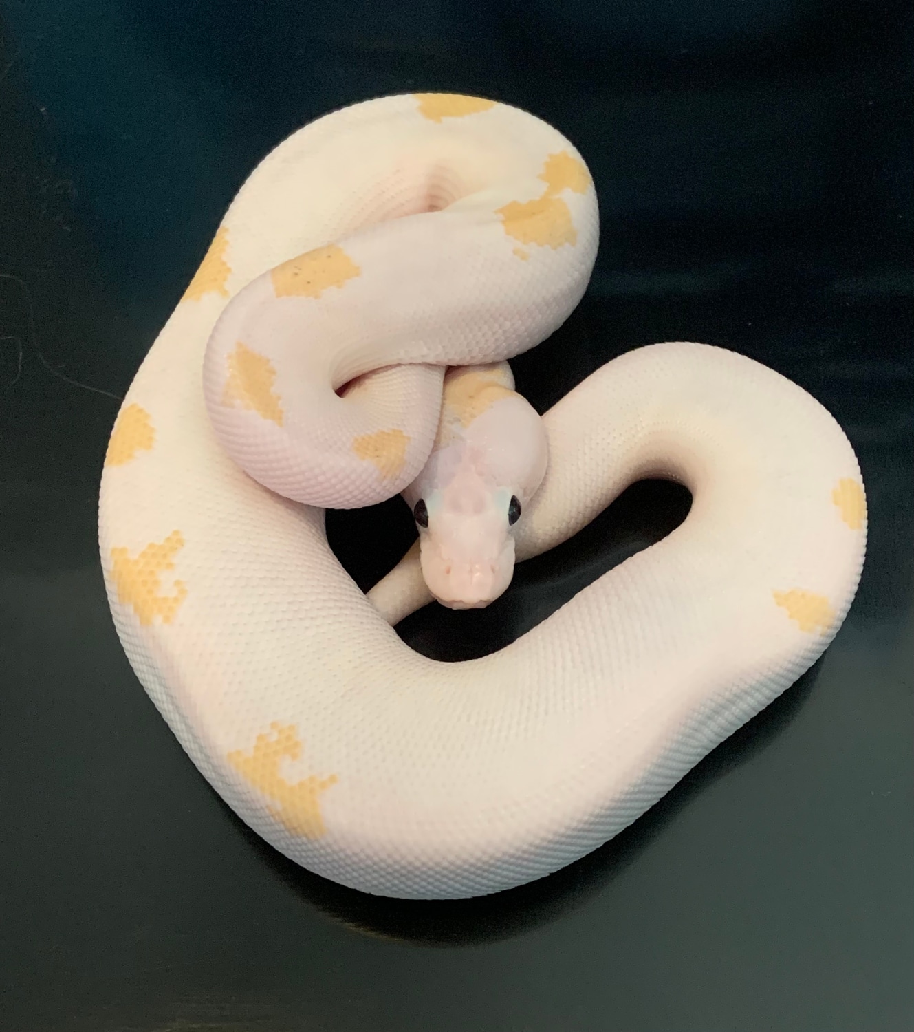 Super Fire Possible Pastel Ball Python by Aldape Exotics - MorphMarket