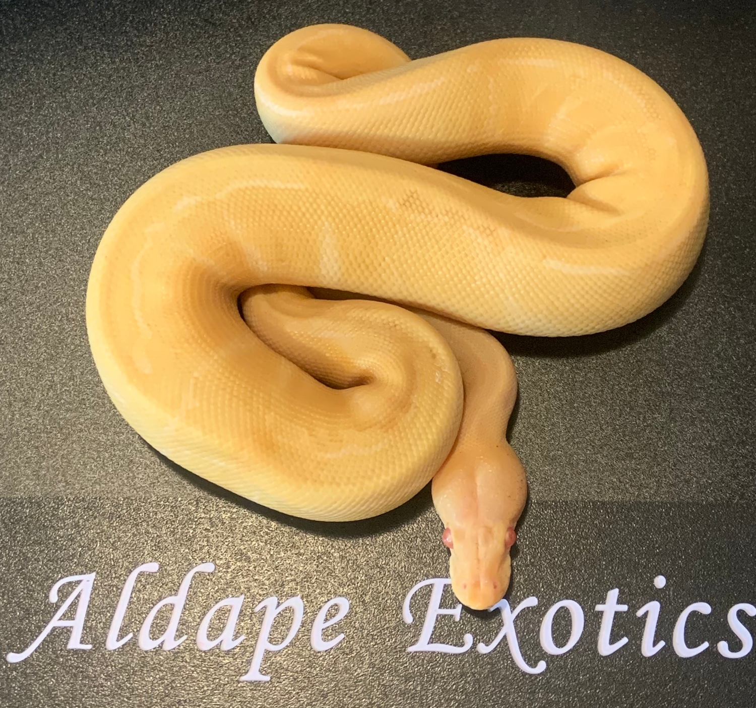 Albino Pinstripe Het Pied Possible Coral Glow Possible Hidden Gene Woma ...