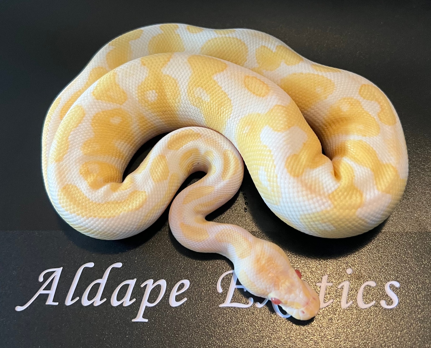 Albino Het Pied Possible Coral Glow Ball Python by Aldape Exotics ...
