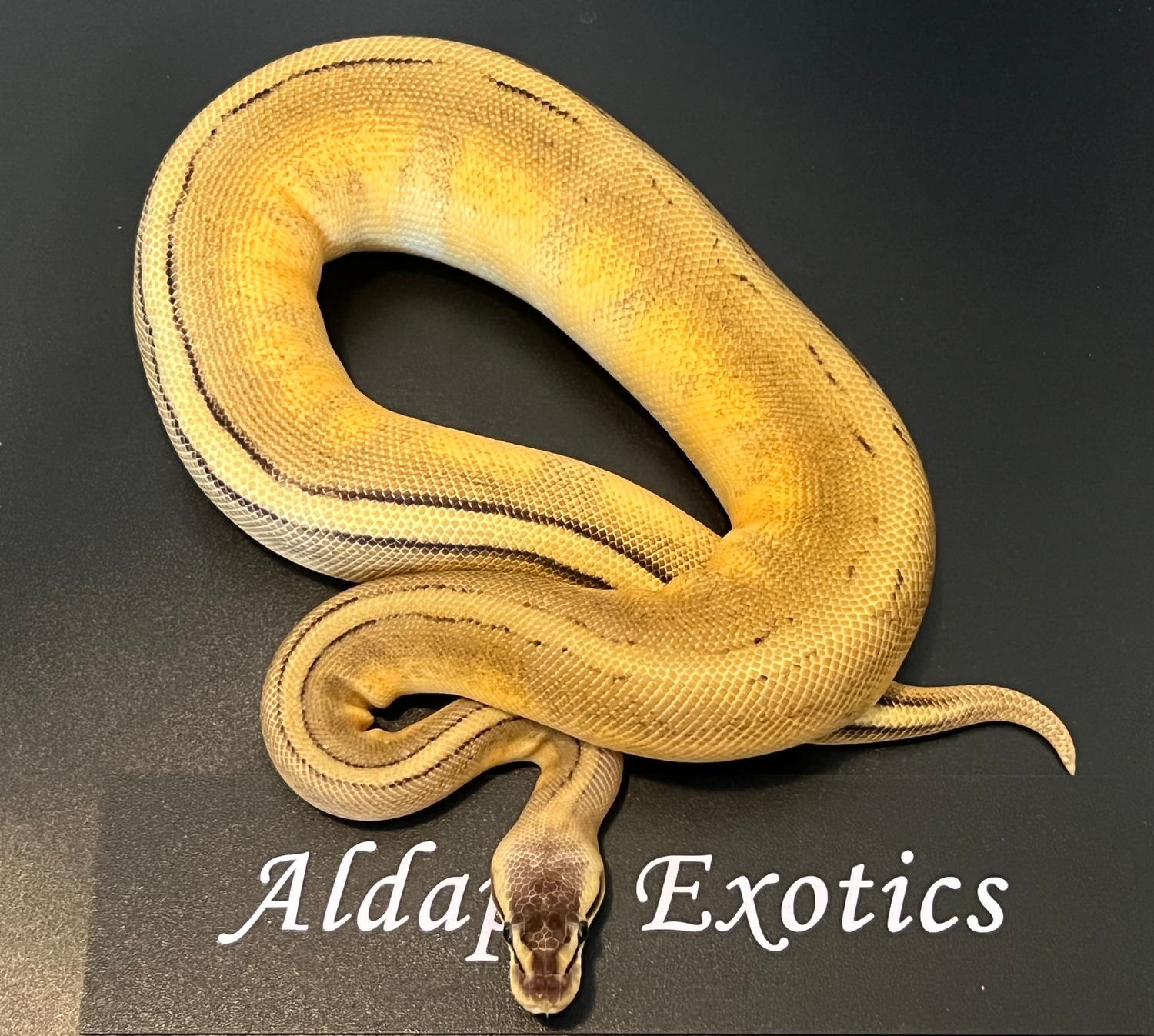 Super Pastel Genetic Stripe Ball Python by Aldape Exotics - MorphMarket