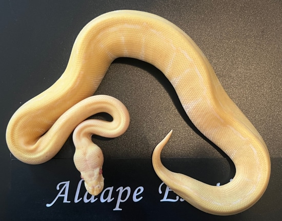 Albino Pinstripe Het Pied Ball Python by Aldape Exotics