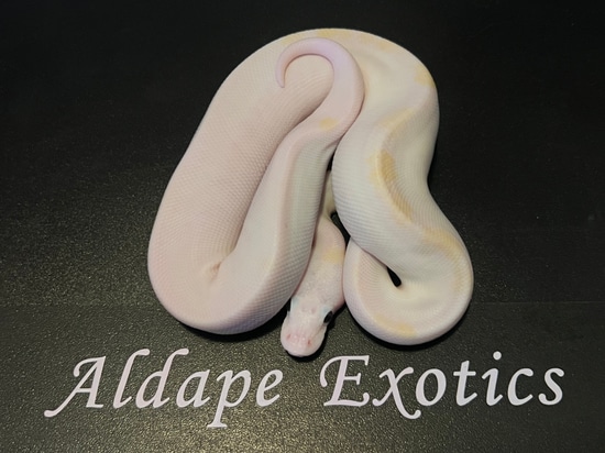 Super Fire Possible Pastel Ball Python by Aldape Exotics