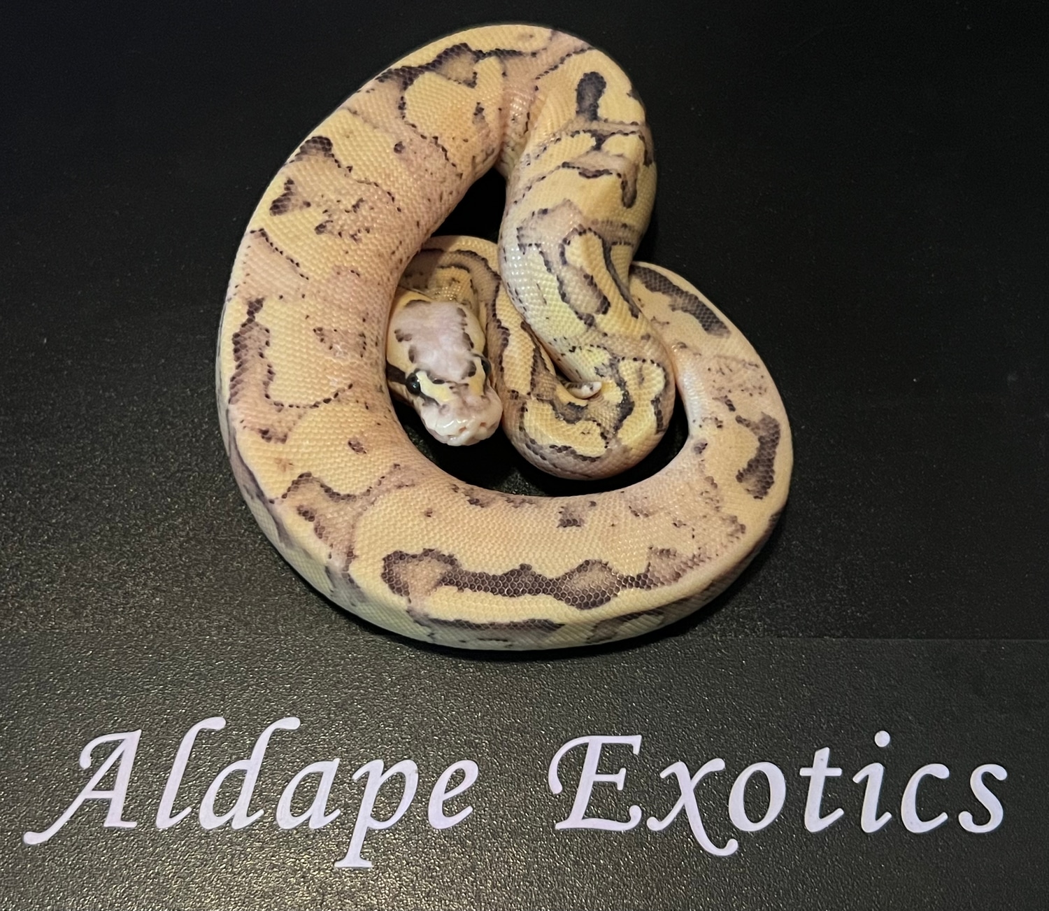 Vanilla Scream Ball Python by Aldape Exotics - MorphMarket