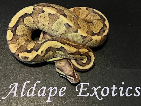 Vanilla Cream Ball Python by Aldape Exotics