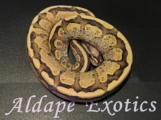 Vanilla Cream Ball Python by Aldape Exotics