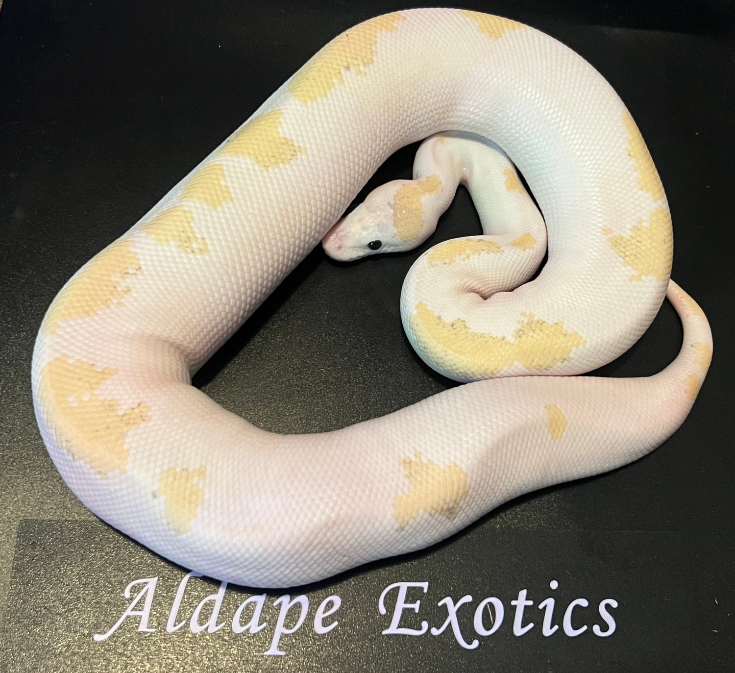 Super Fire Possible Pastel Ball Python by Aldape Exotics - MorphMarket