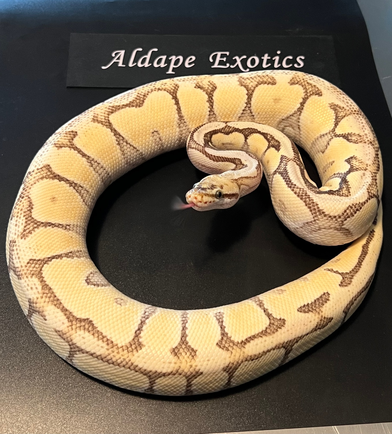Bumblebee Mojave Ball Python by Aldape Exotics - MorphMarket