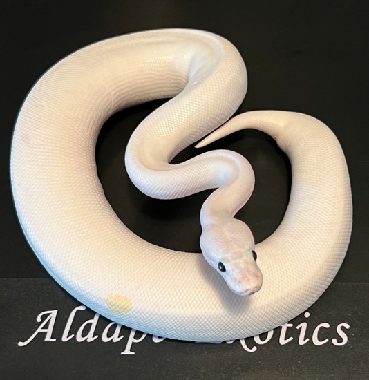 Super Fire Possible Pastel Ball Python by Aldape Exotics
