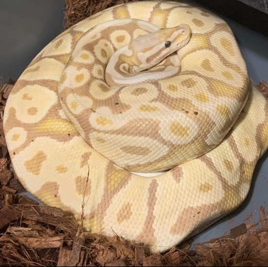 Coral Glow Hidden Gene Woma Het Albino Ball Python by Aldape Exotics