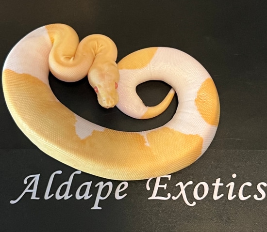 Albino Pied Pinstripe Ball Python by Aldape Exotics