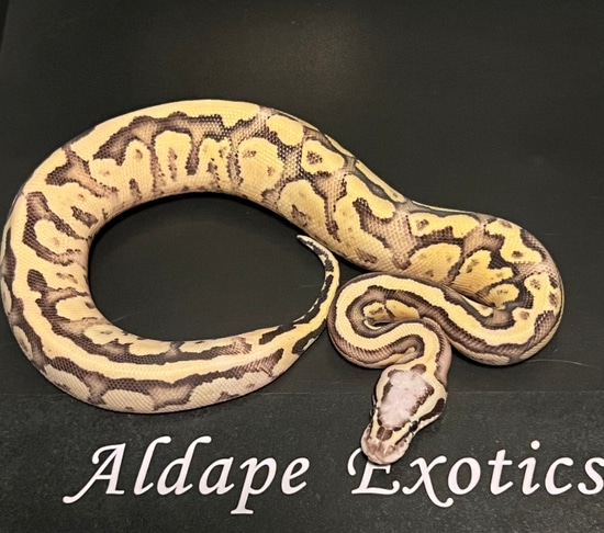 Vanilla Scream Ball Python by Aldape Exotics