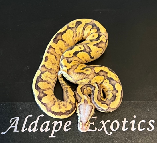 Vanilla Scream Ball Python by Aldape Exotics