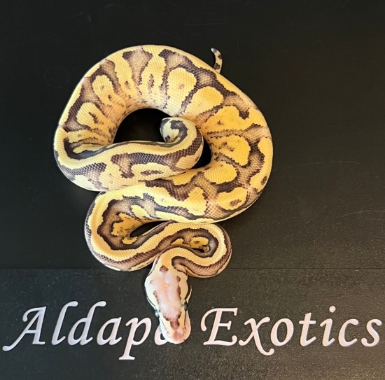 Vanilla Scream Ball Python by Aldape Exotics