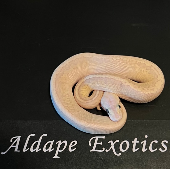 Coral Glow Pewter Pinstripe Het Albino Ball Python by Aldape Exotics