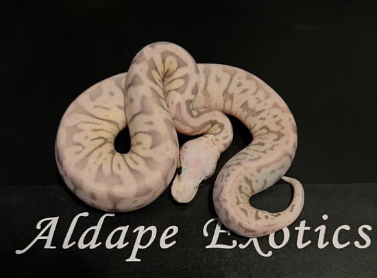 Coral Glow Hidden Gene Woma Pewter Het Albino Ball Python by Aldape Exotics