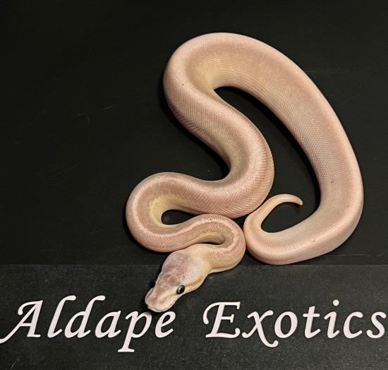 Pewter Coral Glow Pinstripe Het Albino Ball Python by Aldape Exotics