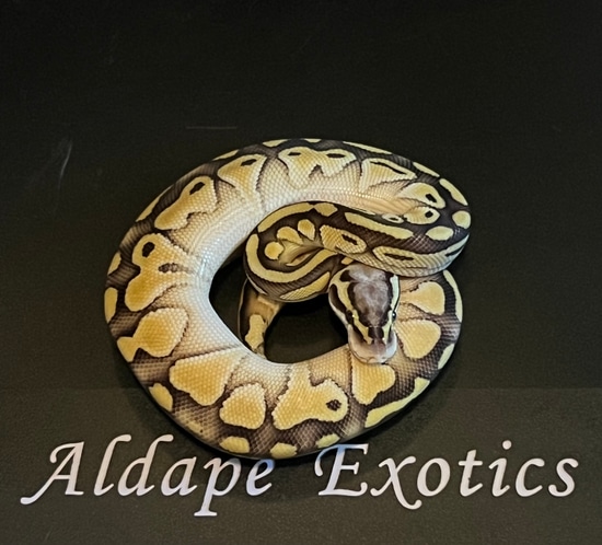 Lesser Pastel Double Het Genetic Stripe Clown Ball Python by Aldape Exotics