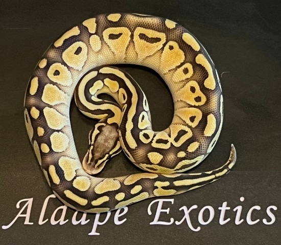 Lesser Pastel Double Het Genetic Stripe Clown Ball Python by Aldape Exotics