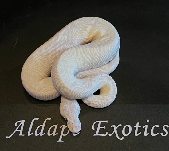 Super Lesser Pastel Double Het Genetic Stripe Clown Ball Python by ...