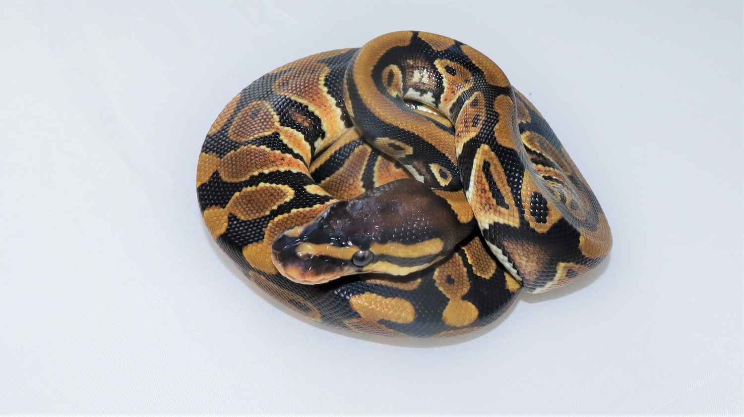 Normal DH Clown Pied Ball Python by Powji Serpents - MorphMarket