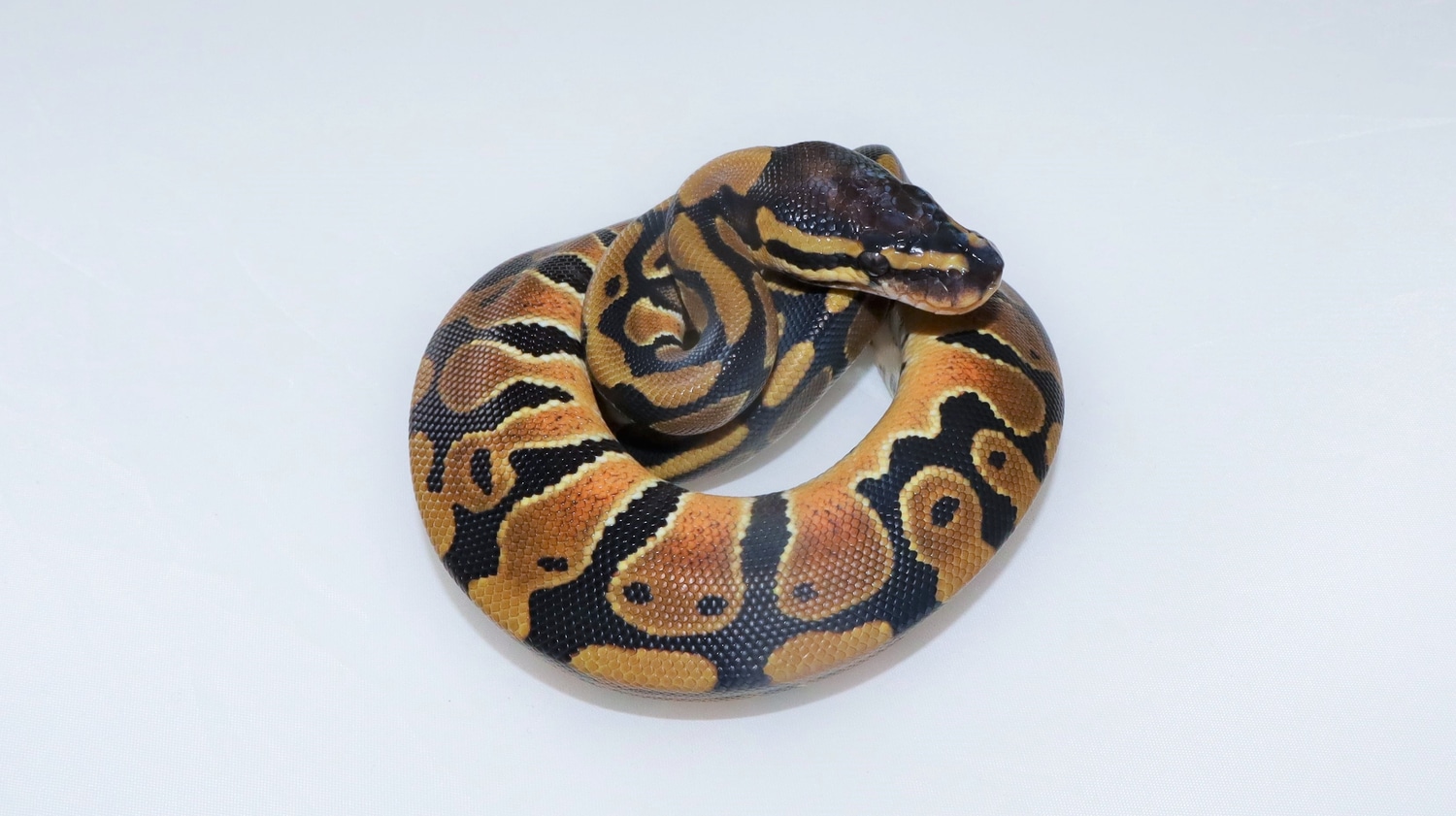 Normal DH Clown Pied Ball Python by Powji Serpents - MorphMarket