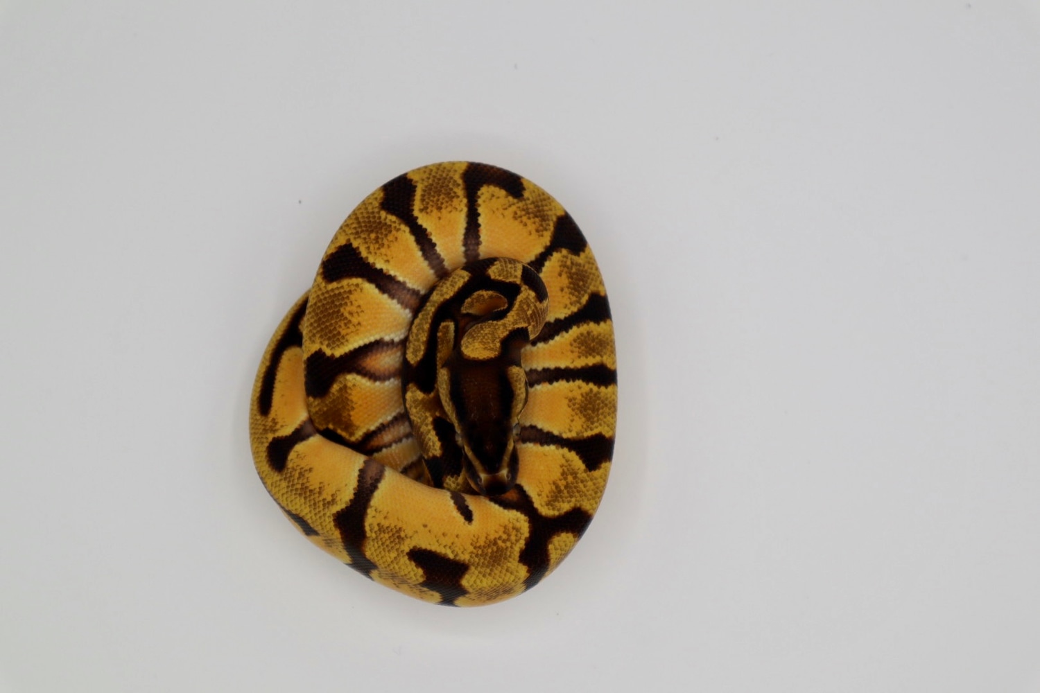 Orange Dream Yellowbelly Enchi Ball Python by Af Reptile - MorphMarket