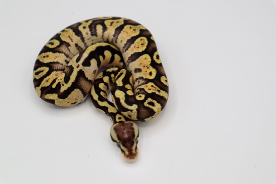 Pastel Fire Ball Python by Af Reptile