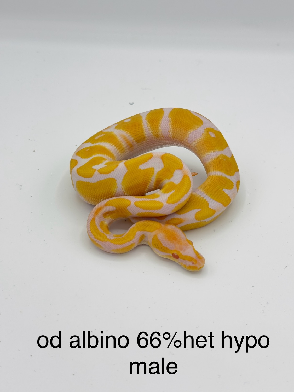 Od Albino 66%het Hypo Ball Python by Af Reptile - MorphMarket