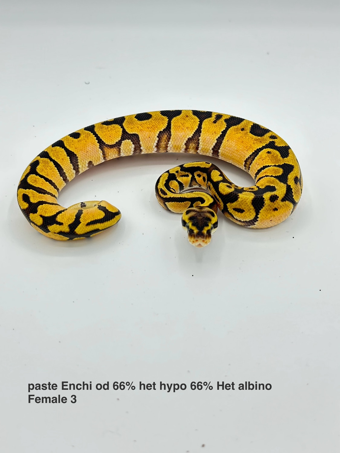Pastel Enchi Od 66% Het Hypo 66%het Albino Ball Python by Af Reptile ...