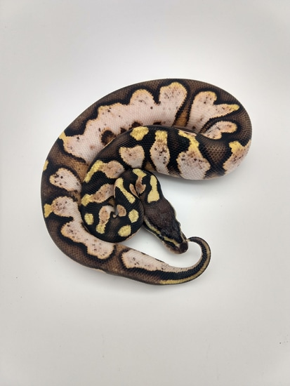 Pastel Sugar Ball Python by Dark Science Reptiles