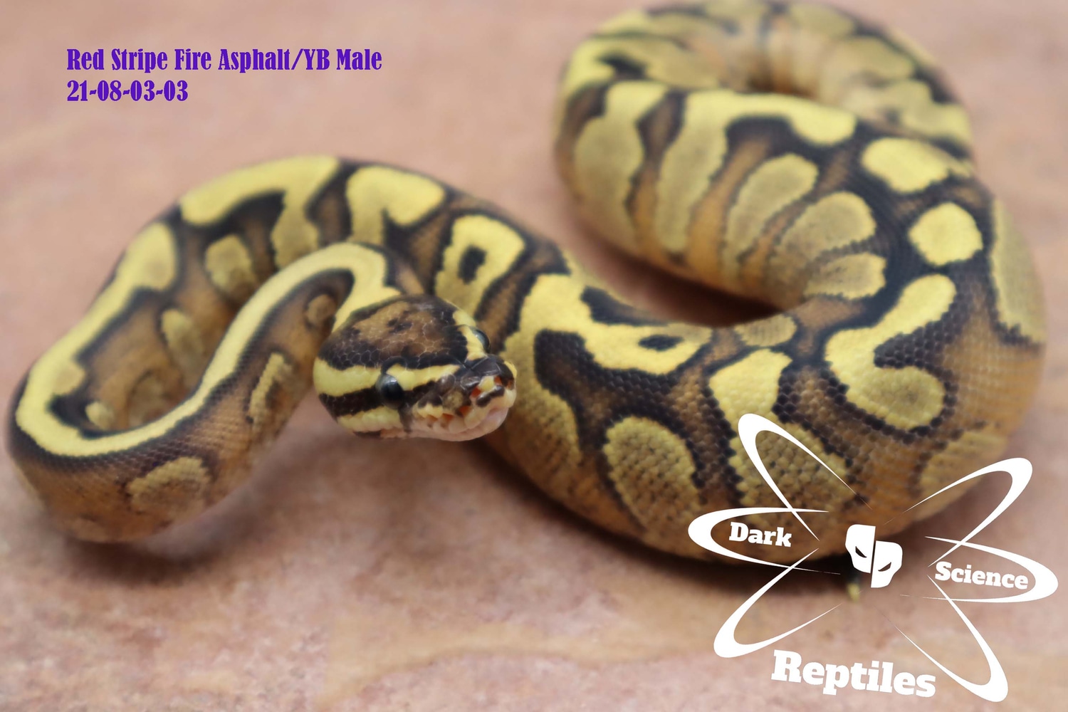 Red Stripe Fire Asphalt/Yellow Belly Ball Python by Dark Science ...