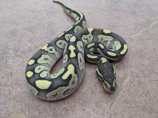 Mojave Fire Female Ball Python by Dark Science Reptiles