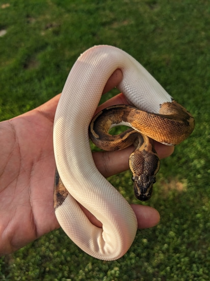 Mahogany Pied Male (High White) Ball Python by Dark Science Reptiles