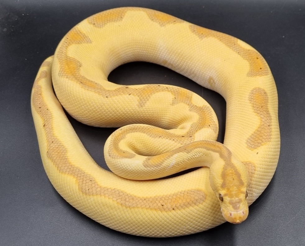 Banana Enchi Blade Clown Ball Python by Aldridge Reptiles - MorphMarket