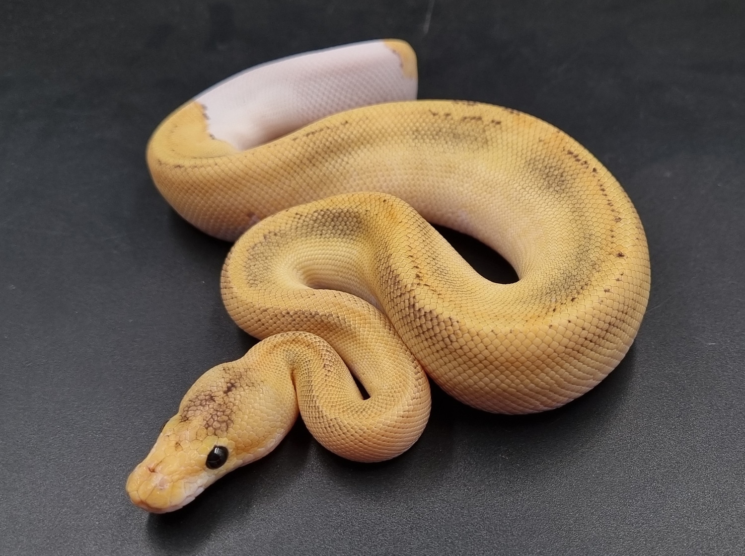 Fire Champagne Het Clown Ball Python by Aldridge Reptiles - MorphMarket