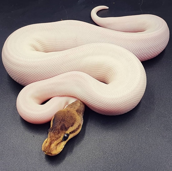 Cinnamon Piebald 1000g Ball Python by Aldridge Reptiles