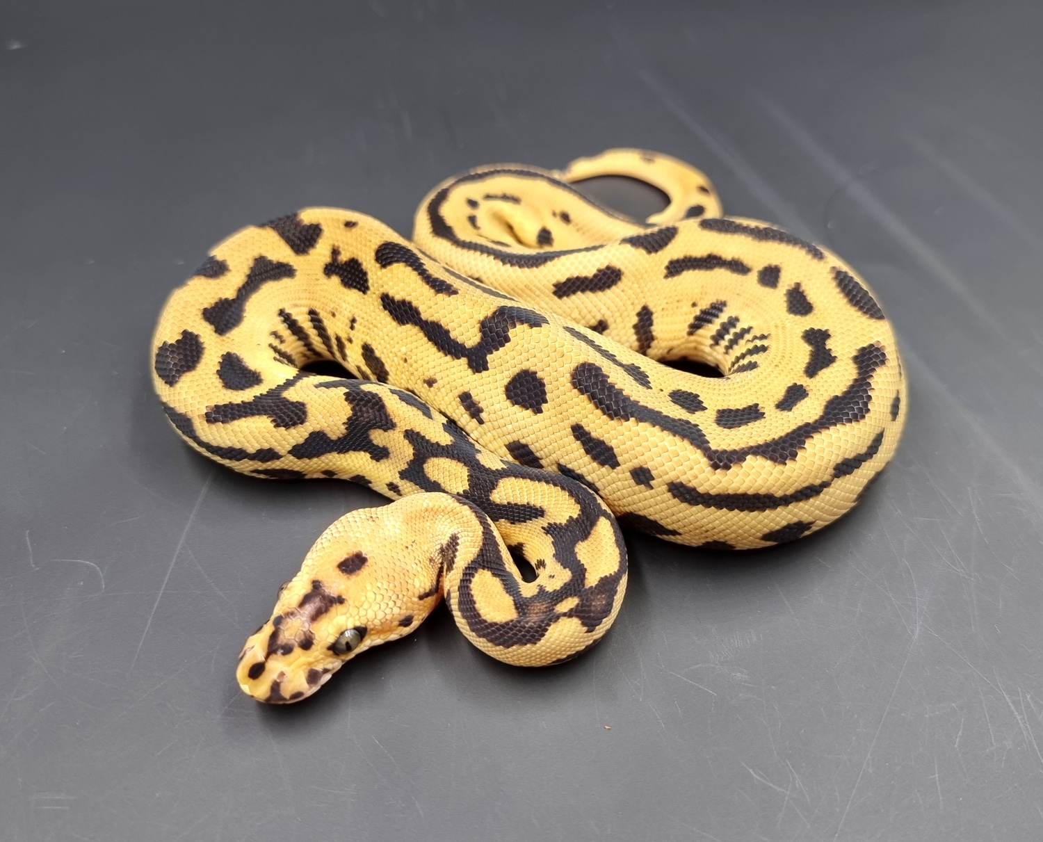 Fire Leopard Spotnose Clown Ball Python by Aldridge Reptiles - MorphMarket