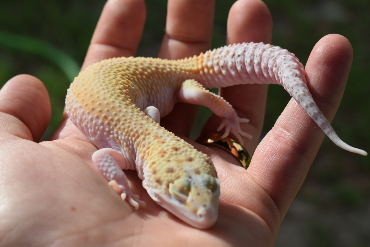 White And Yellow Eclipse Leopard Gecko by Infinity geckos - MorphMarket
