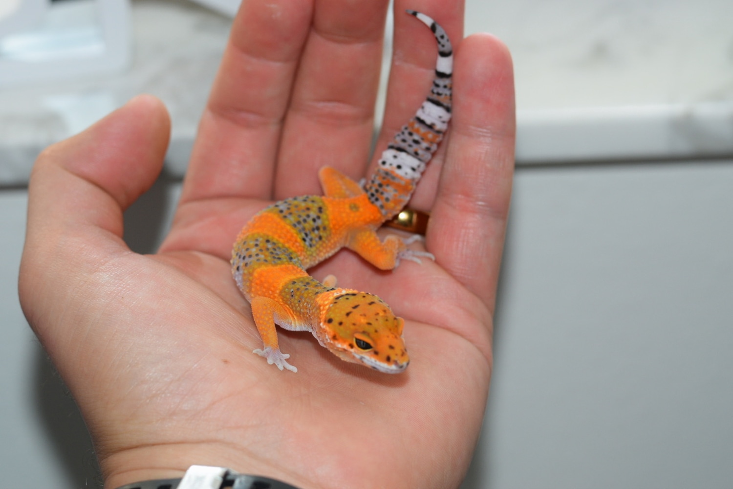 Pet Only Leopard Gecko by Infinity geckos - MorphMarket
