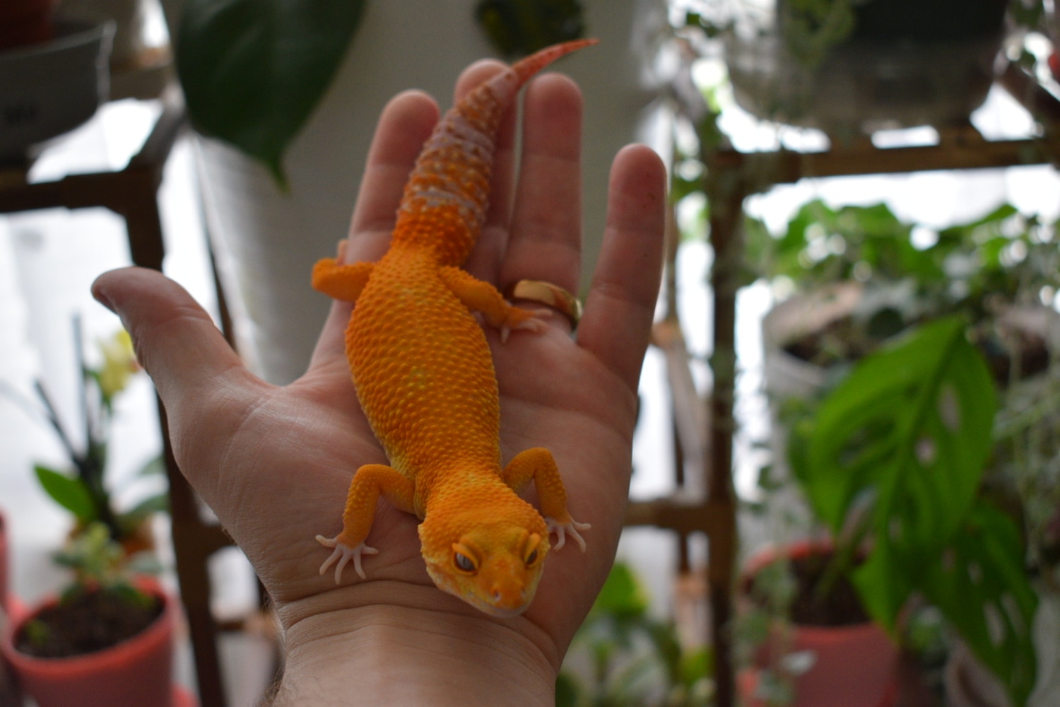 Mandarin Tangerine Rainwater Sunglow Leopard Gecko by Infinity geckos ...